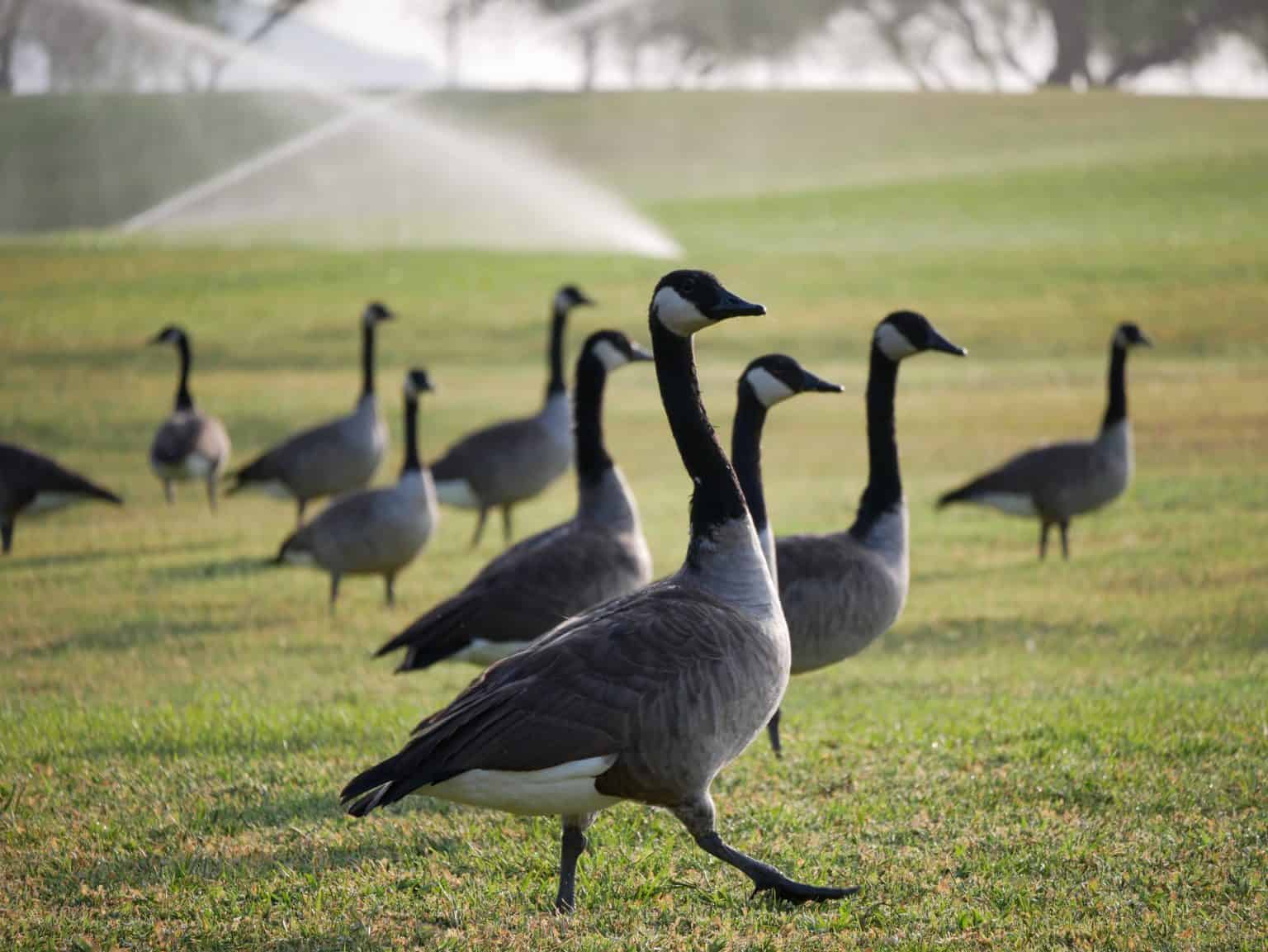 Geese Chasers | A Unique Franchise Opportunity